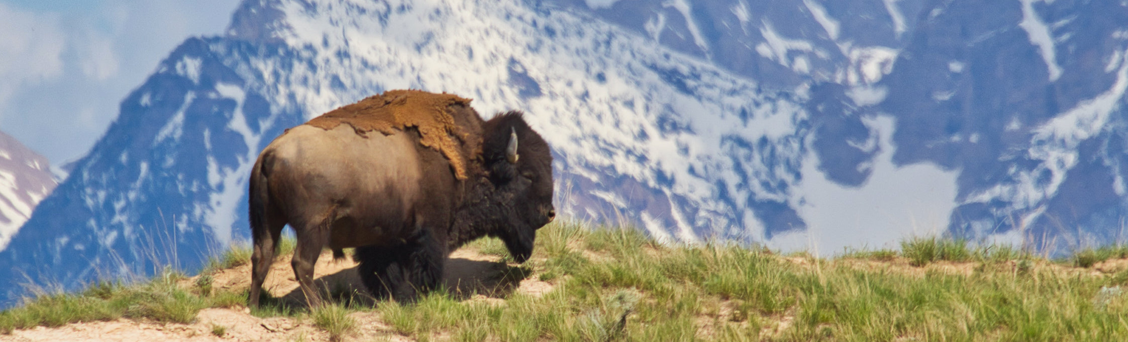 Tanka Bar - Native American National Foods - Bison Meat Bars